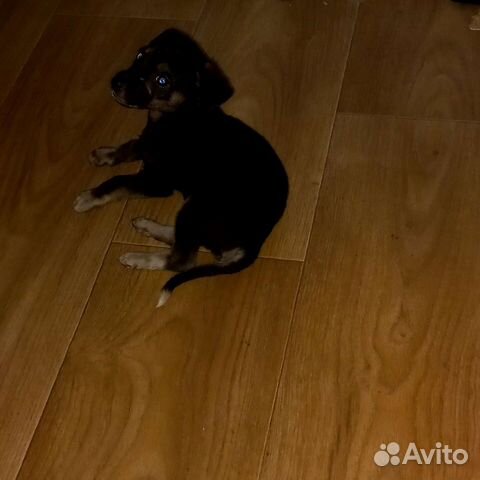 Продам той терьера