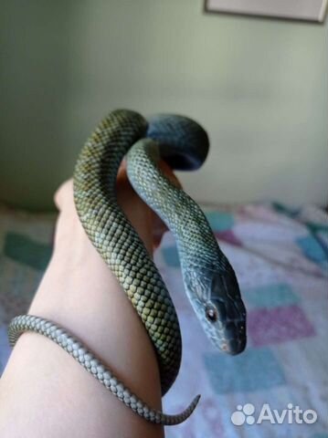 Кунаширский островной полоз