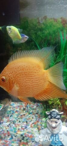 Аквариумные рыбки