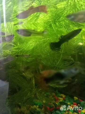 Рыбки гуппи, растения