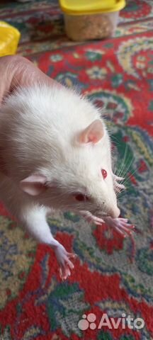 Белая крыса