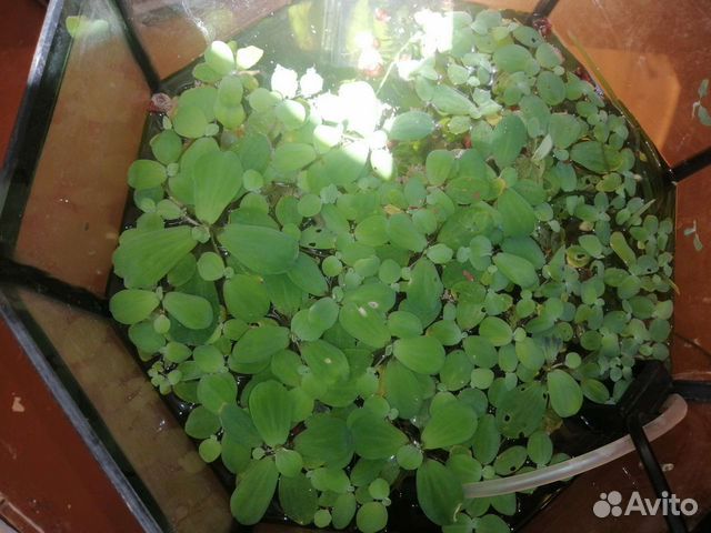 Отдам траву и улиток