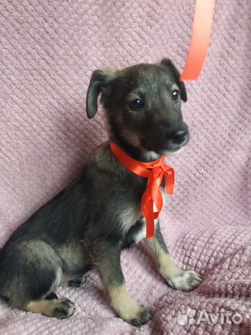 Щенок радости - Спарта