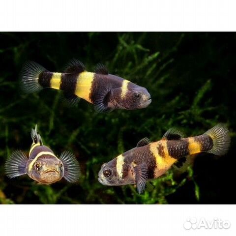 Бычок Пчелка Брахигобиус - Аквасалон Дискус