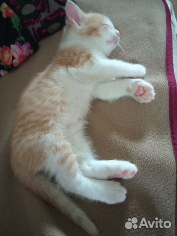 Маленькое солнышко, котик, 1,5 мес