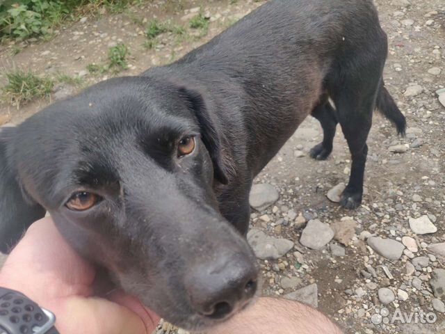 Ласковый пёс 1 год