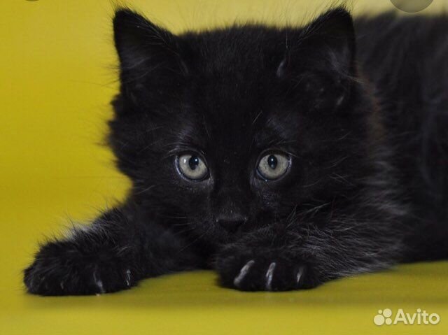 Котенок мальчик, красавчик