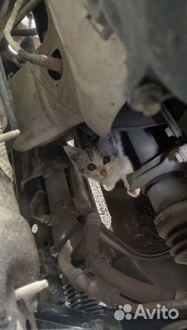Помогите спасти котенку жизнь