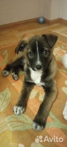 Щенок в добрые руки