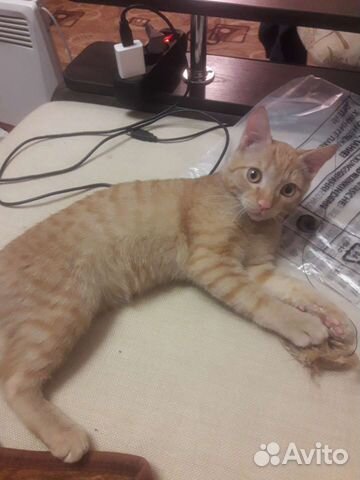 Котёнок