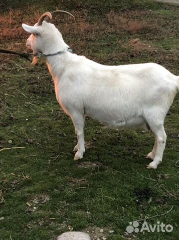 Зааненская дойная коза