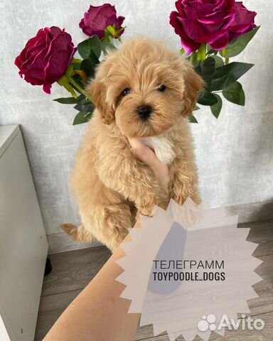 Мальтипу mini девочки