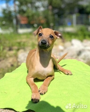 Мальчик изабелла