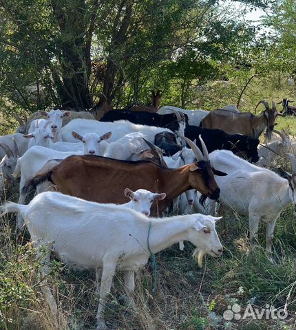 Козы козлята