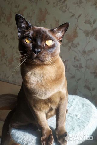 Бурманская
