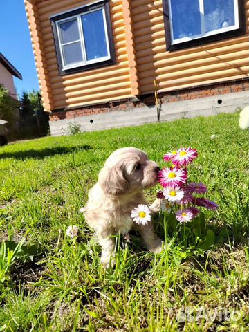 Девочка Ф1 мини