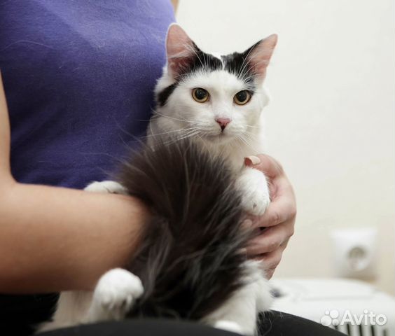 Малыш белкокот в добрые руки