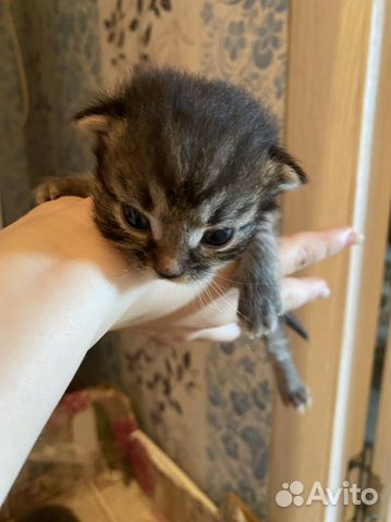 Британские котята