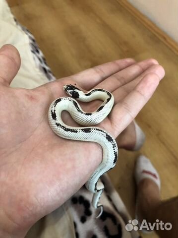 Королевская змея (Lampropeltis getula