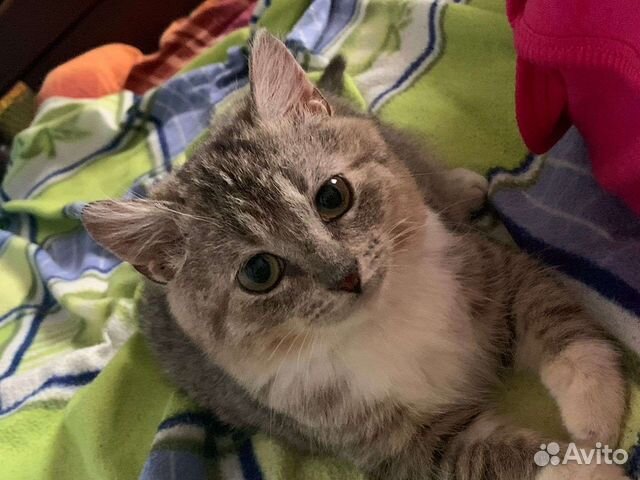 Котёнок Симба, 3 мес, в поиске дома