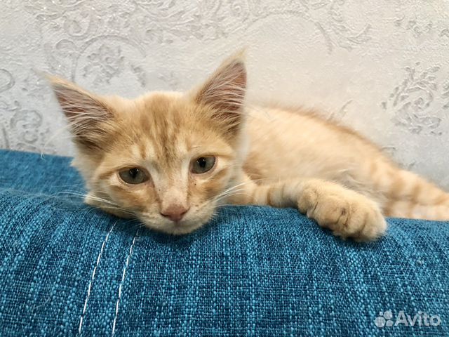 Рыжий котенок