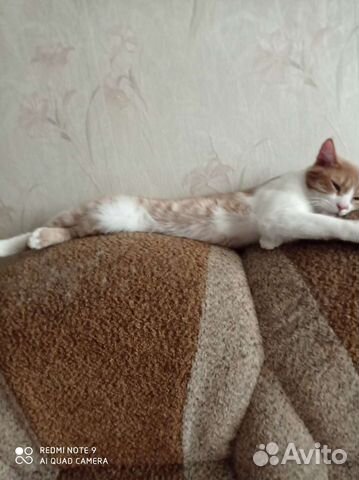 Коты, годик Персика, Тоже 7 лет, оба кострированые