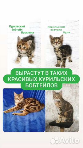 Курильский бобтейл