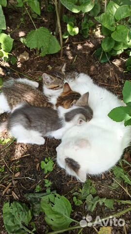 Котята ищут дом