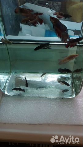 Рыбка петушок