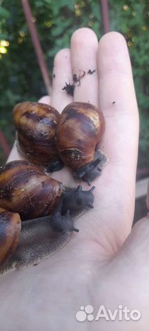 Улитка архахатина маргината маргината