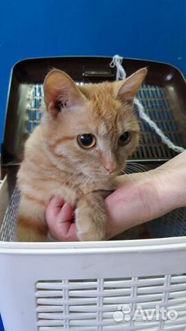 Рыжая кошечка 5 месяцев