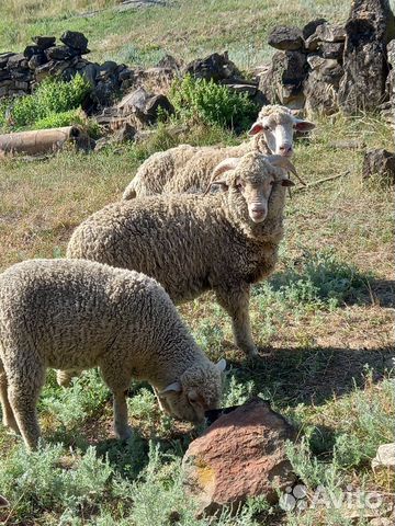 Продаются овечки