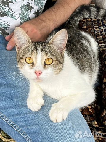 Ласковая кошка Боня в добрые руки