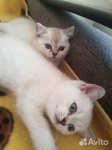 Кошки шотландцы