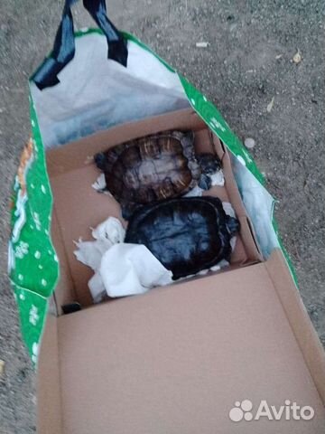 Красноухая черепаха бесплатно