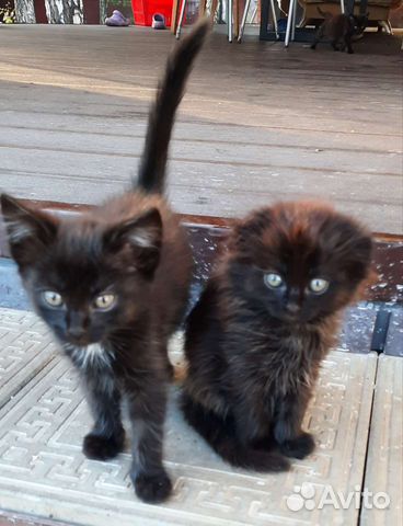 Очаровательный вислоухий котенок