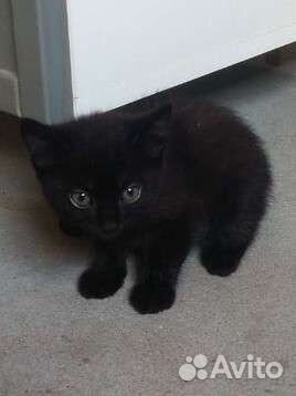 Котенок курильский бобтейл