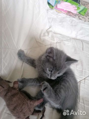Котята русская голубая