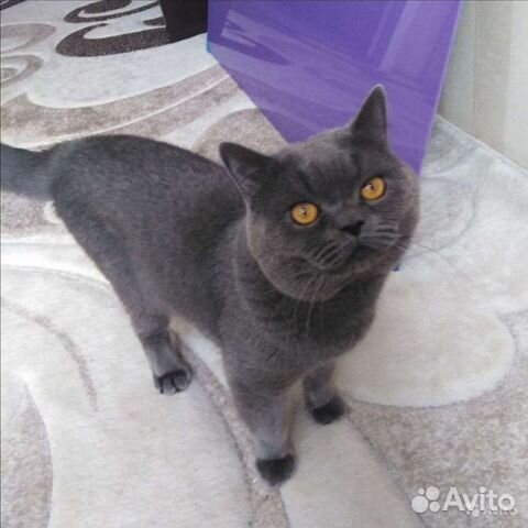 Вязка кота с опытом