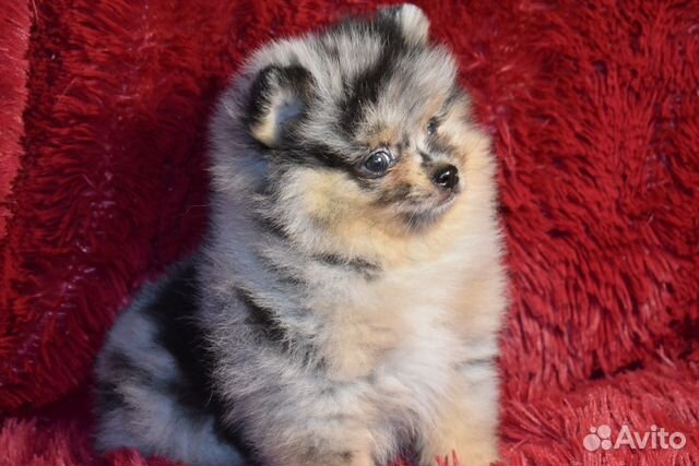 Шпиц - очаровательный малыш