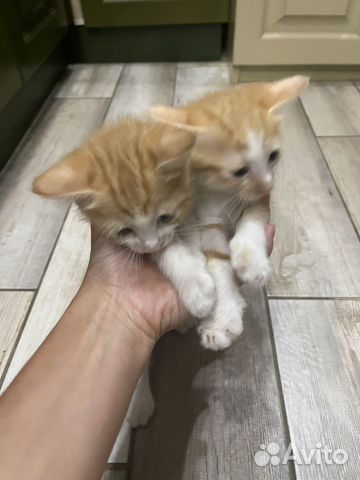 Котики рыжие кот рыжий