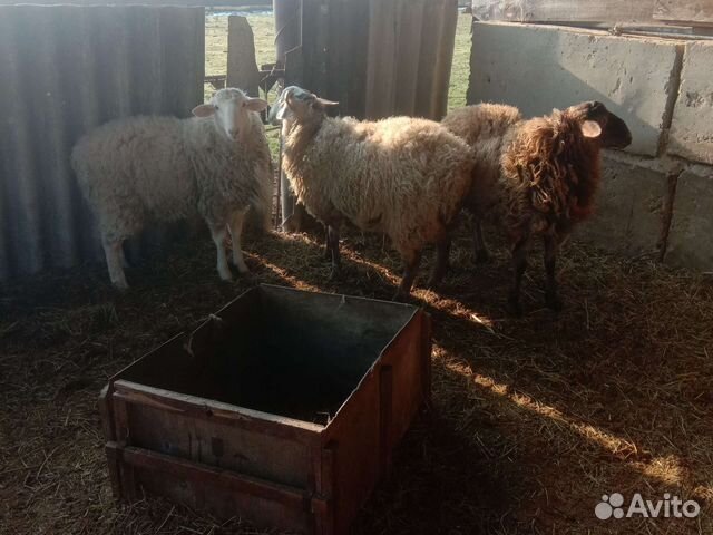 Продам барана на выбор