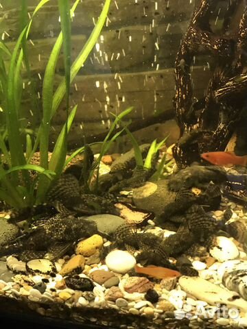 Сом Анцитрус, Меченосец