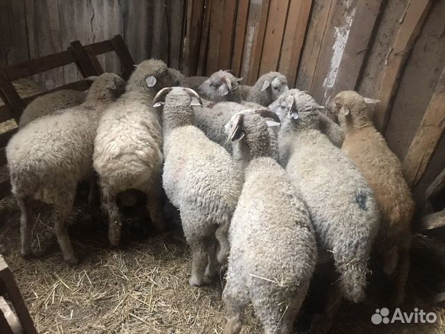 Ягнята мартовские