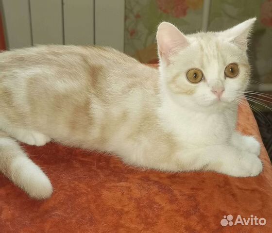 Шотландские котята :: короткошерстная девочка