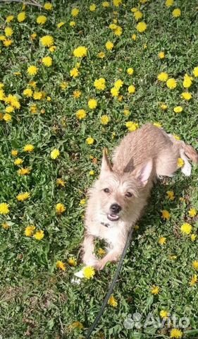 Собака в добрые руки отдам бесплатно