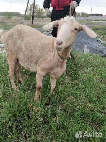 Нубийские козы