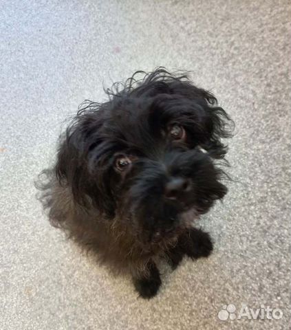 Щенок в самые добрые руки, взрослым людям