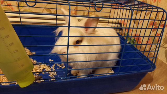 Декоративные кролики