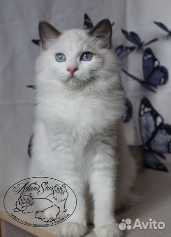 Красавица Рэгдолл